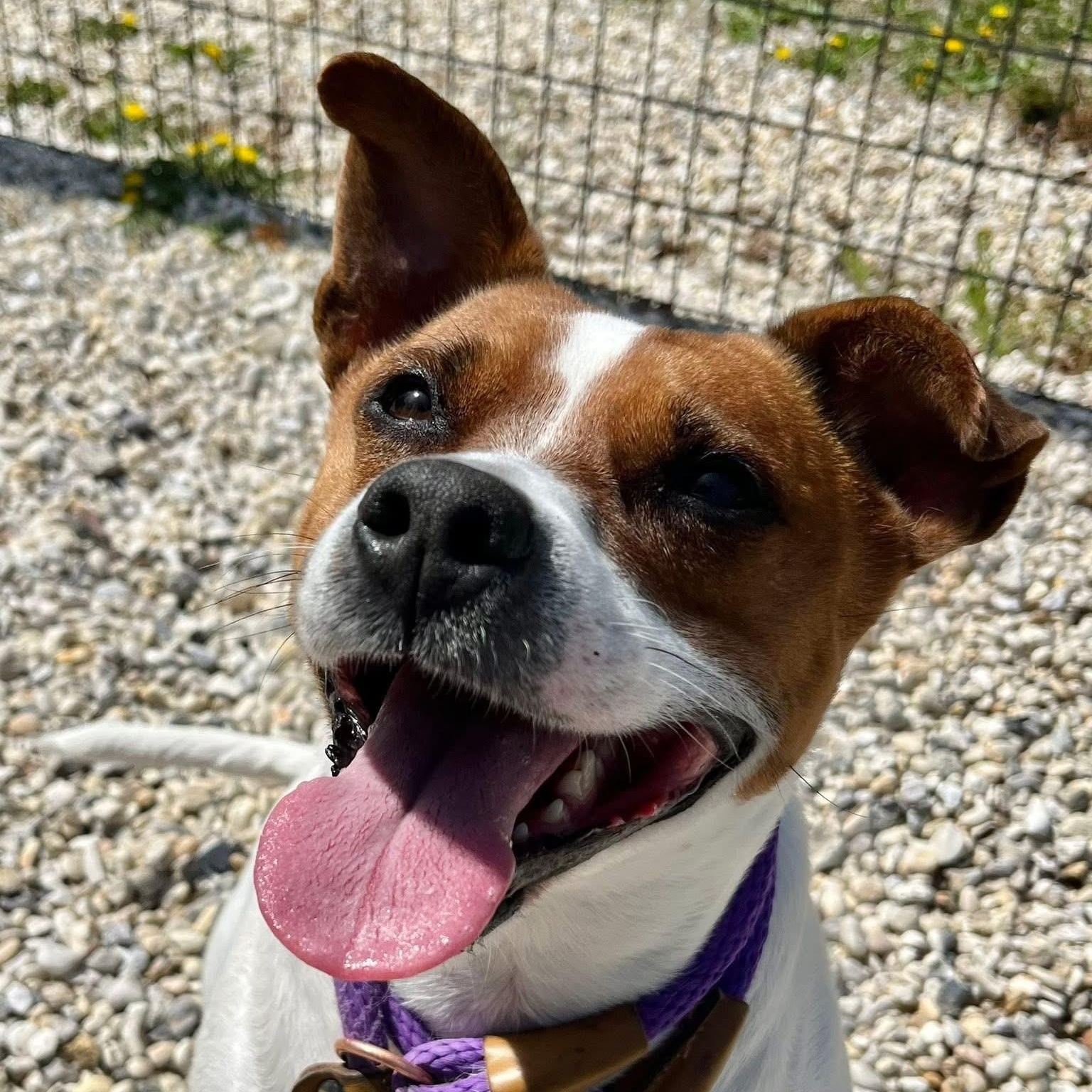 Dog for adoption - Ramona, a Pit Bull Terrier & Jack Russell Terrier ...