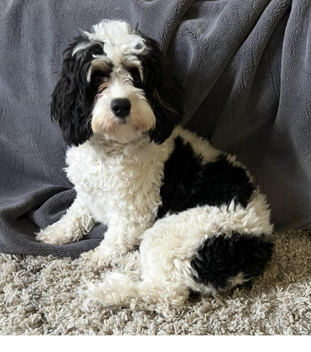 Dog for adoption - Luna - The Darling Little Girl, a Miniature Poodle ...