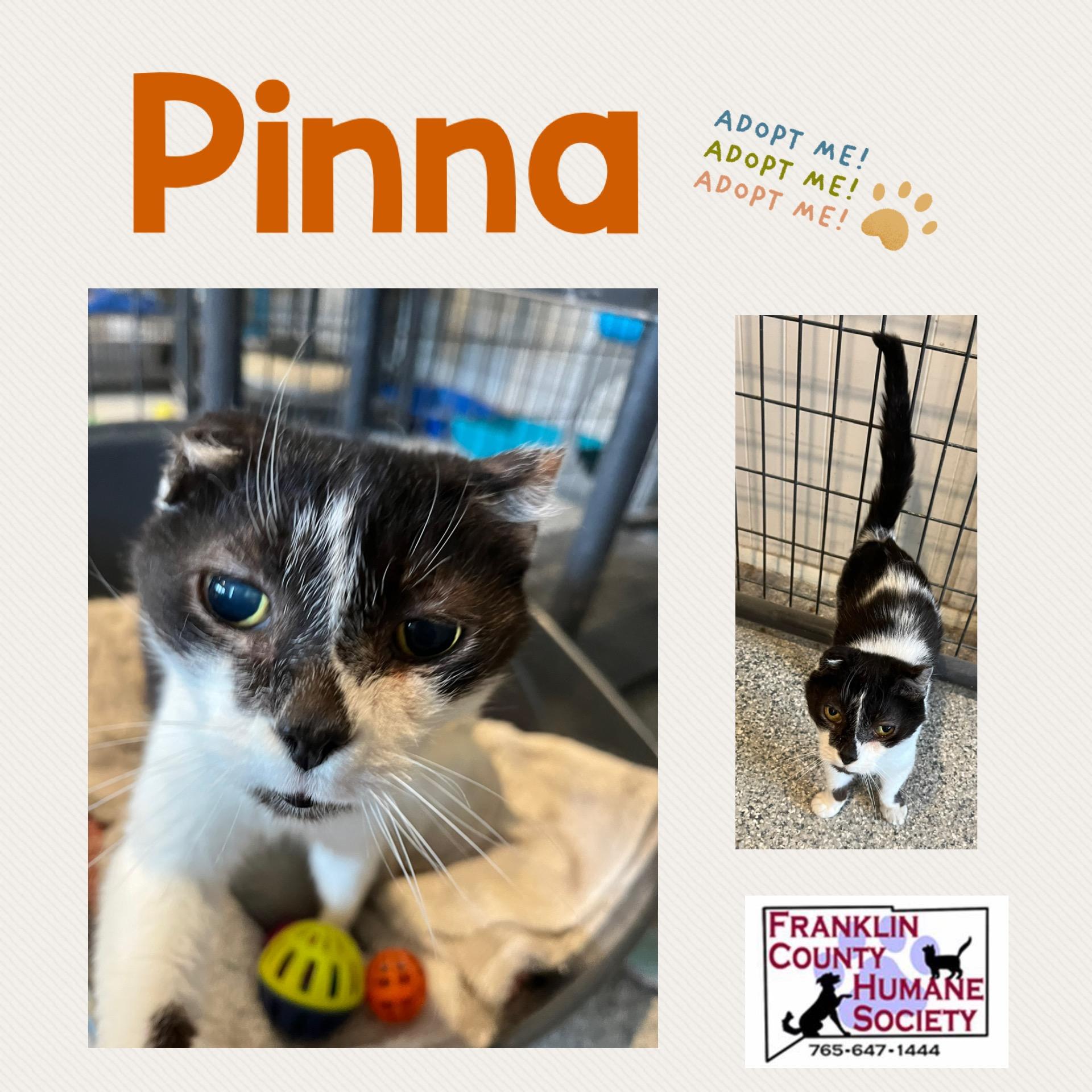 Cat for adoption - Pinna, a Domestic Short Hair in Brookville, IN ...