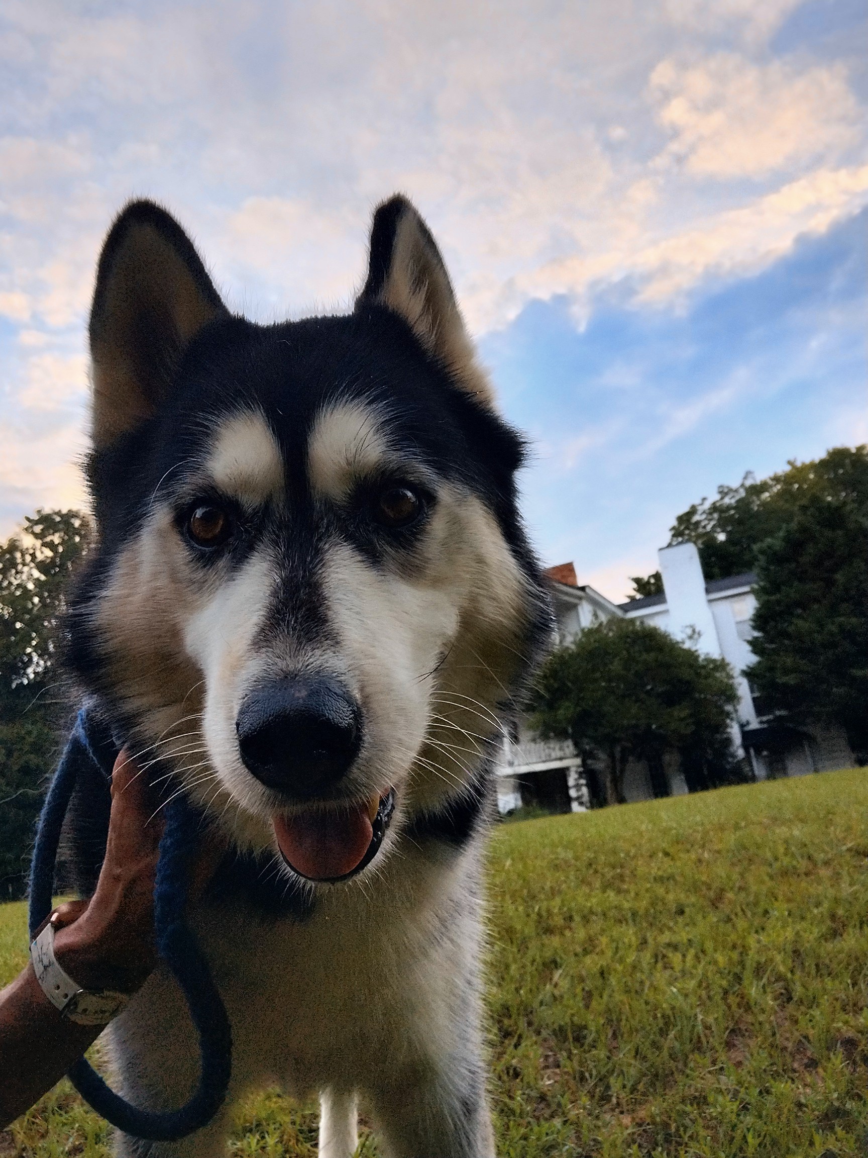 Dog for adoption - Hercules, a Siberian Husky in West Suffield, CT ...