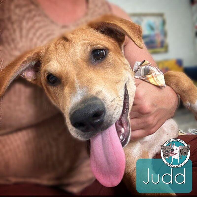 Dog for adoption - Judd Sunnyside, a Pit Bull Terrier & Labrador ...
