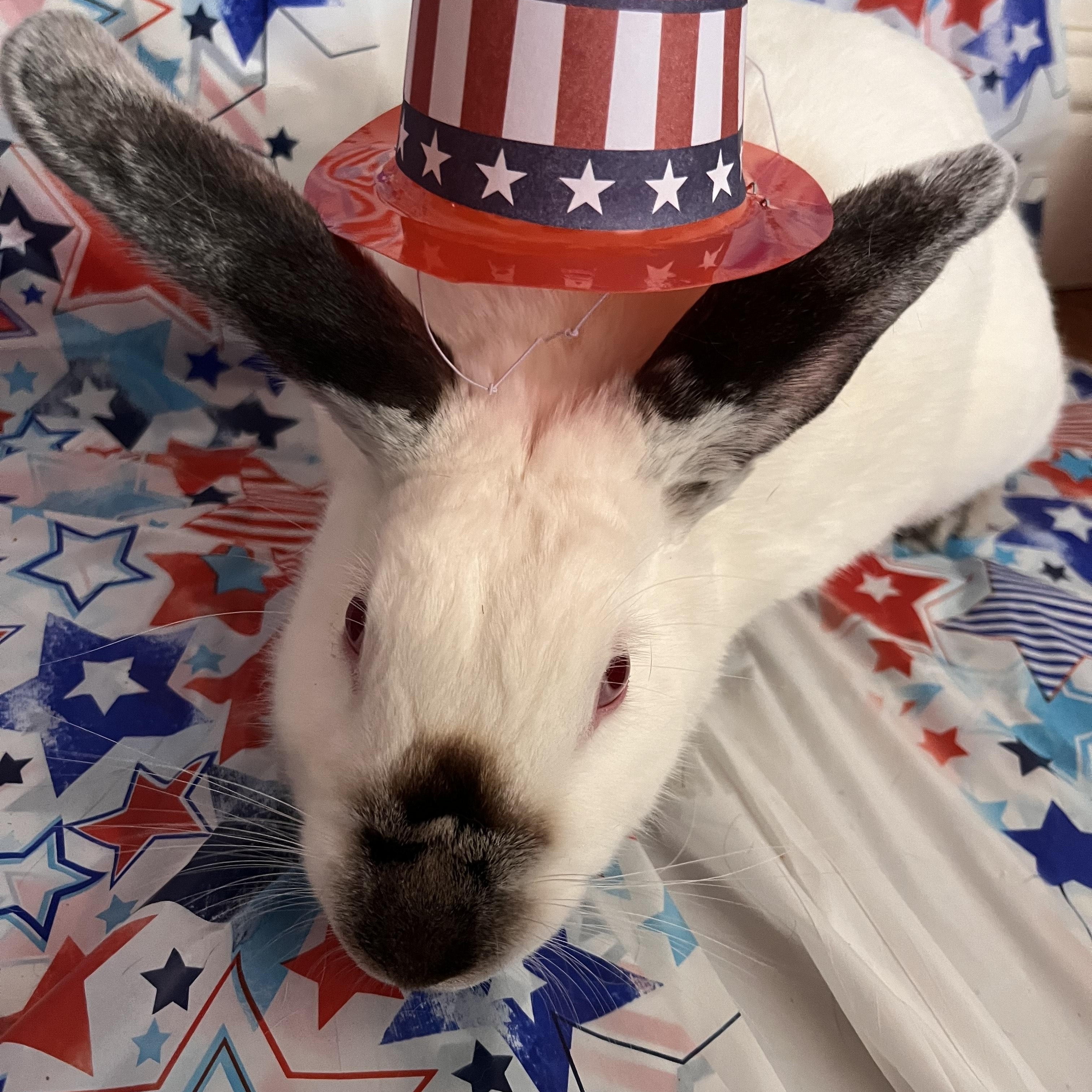 Rabbit for adoption - Scarlet, a Californian in Modesto, CA | Petfinder