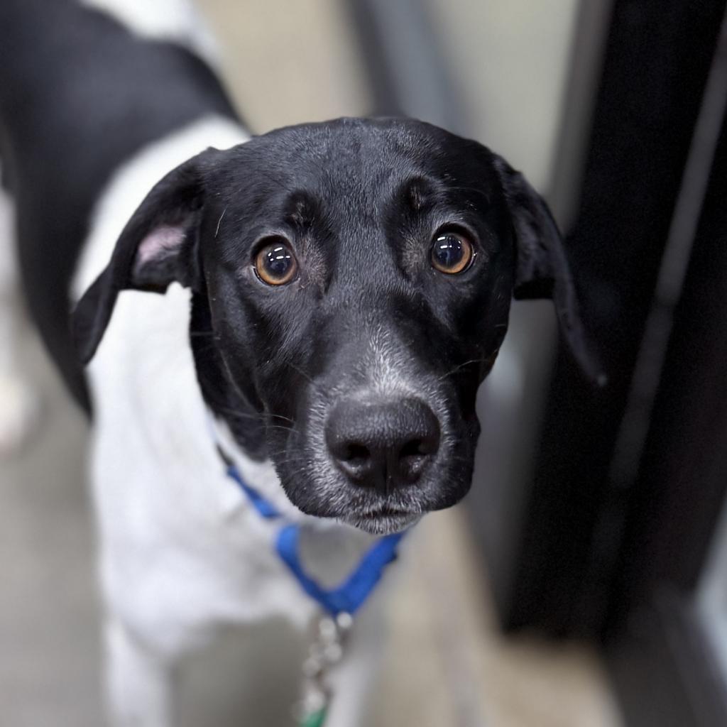 Dog for adoption - Ethika, a German Shorthaired Pointer & Jack Russell ...