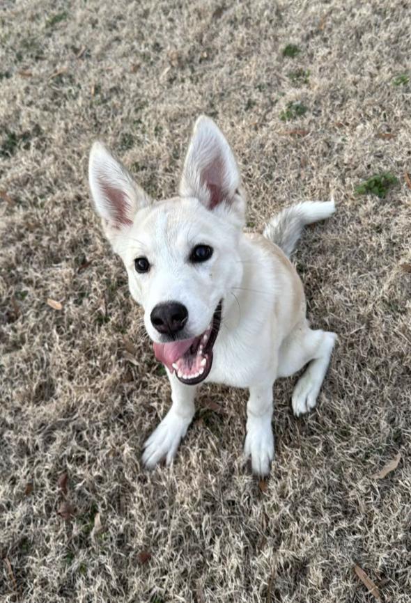 Dog for adoption - Octavian (5mo PUPPY), a German Shepherd Dog & Husky ...