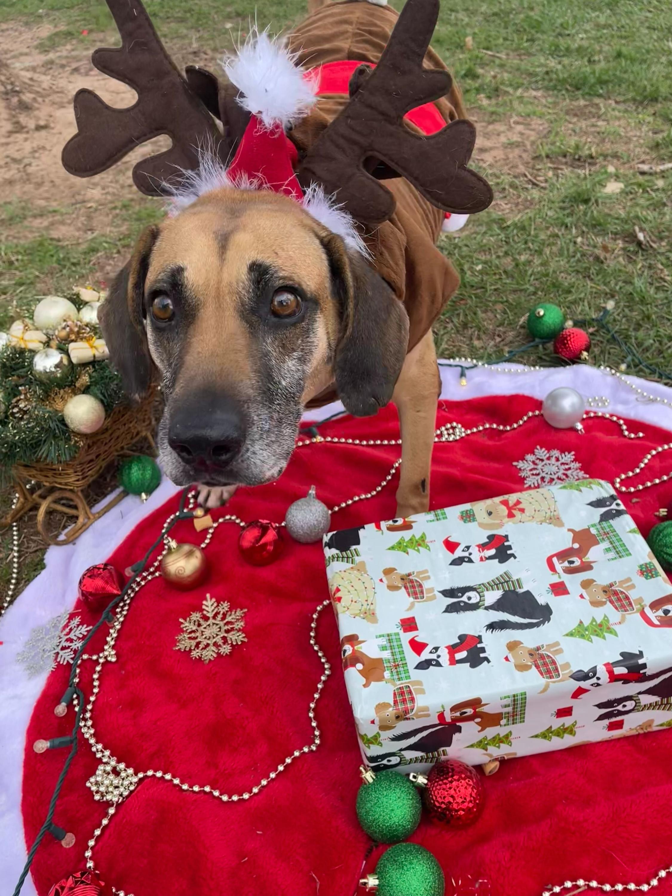 Dog for adoption - Hunter, a Plott Hound Mix in Liberty Lake, WA ...