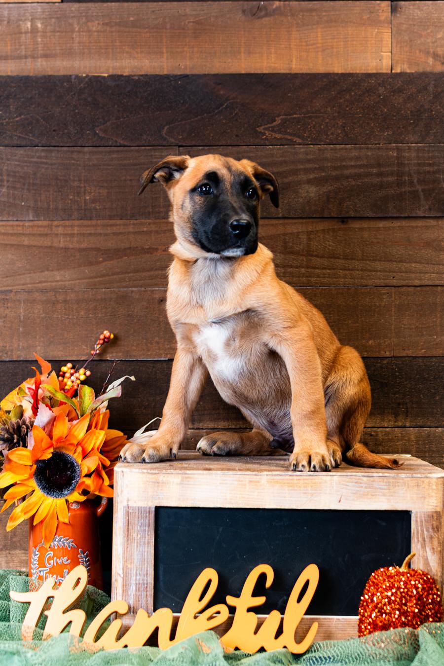 Dog for adoption - Cena, a Rottweiler Mix in Brighton, CO | Petfinder