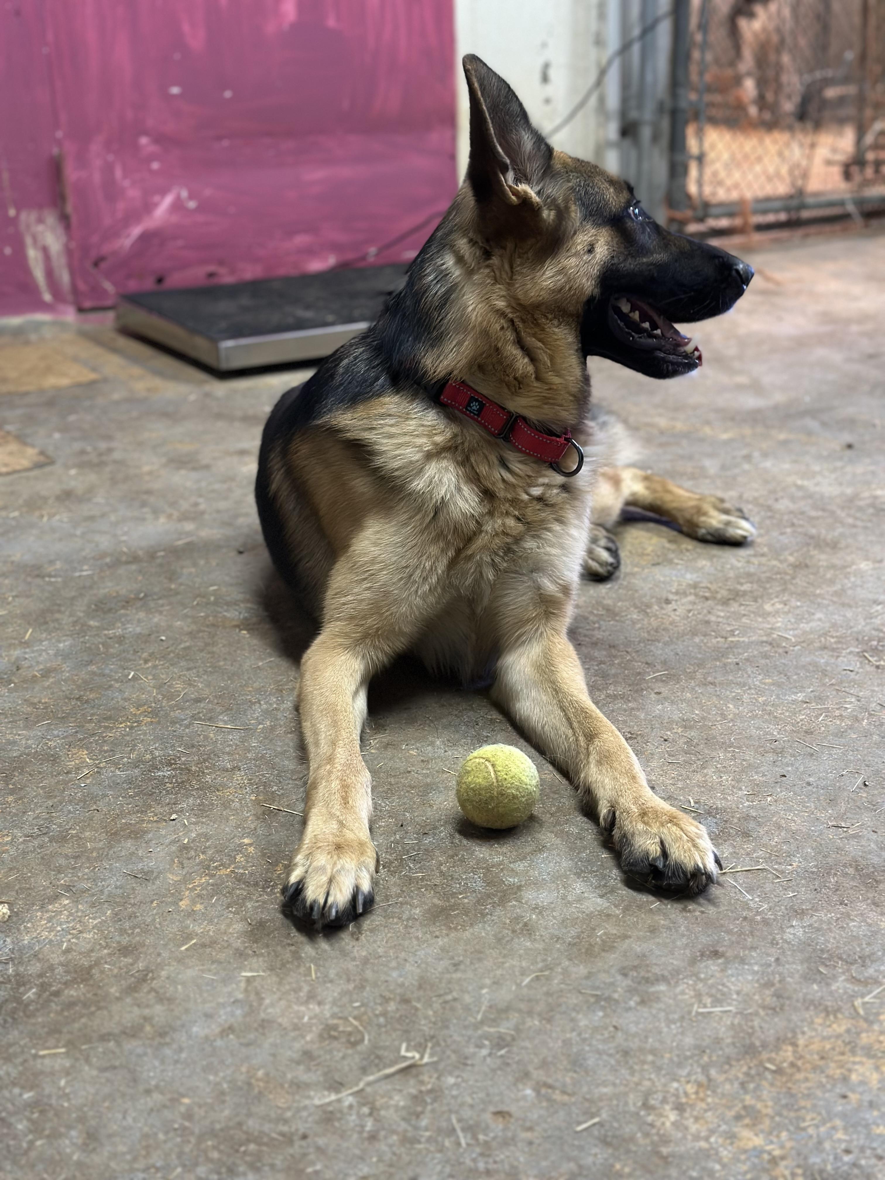 Dog for adoption - Jethro, a German Shepherd Dog in Tuttle, OK | Petfinder