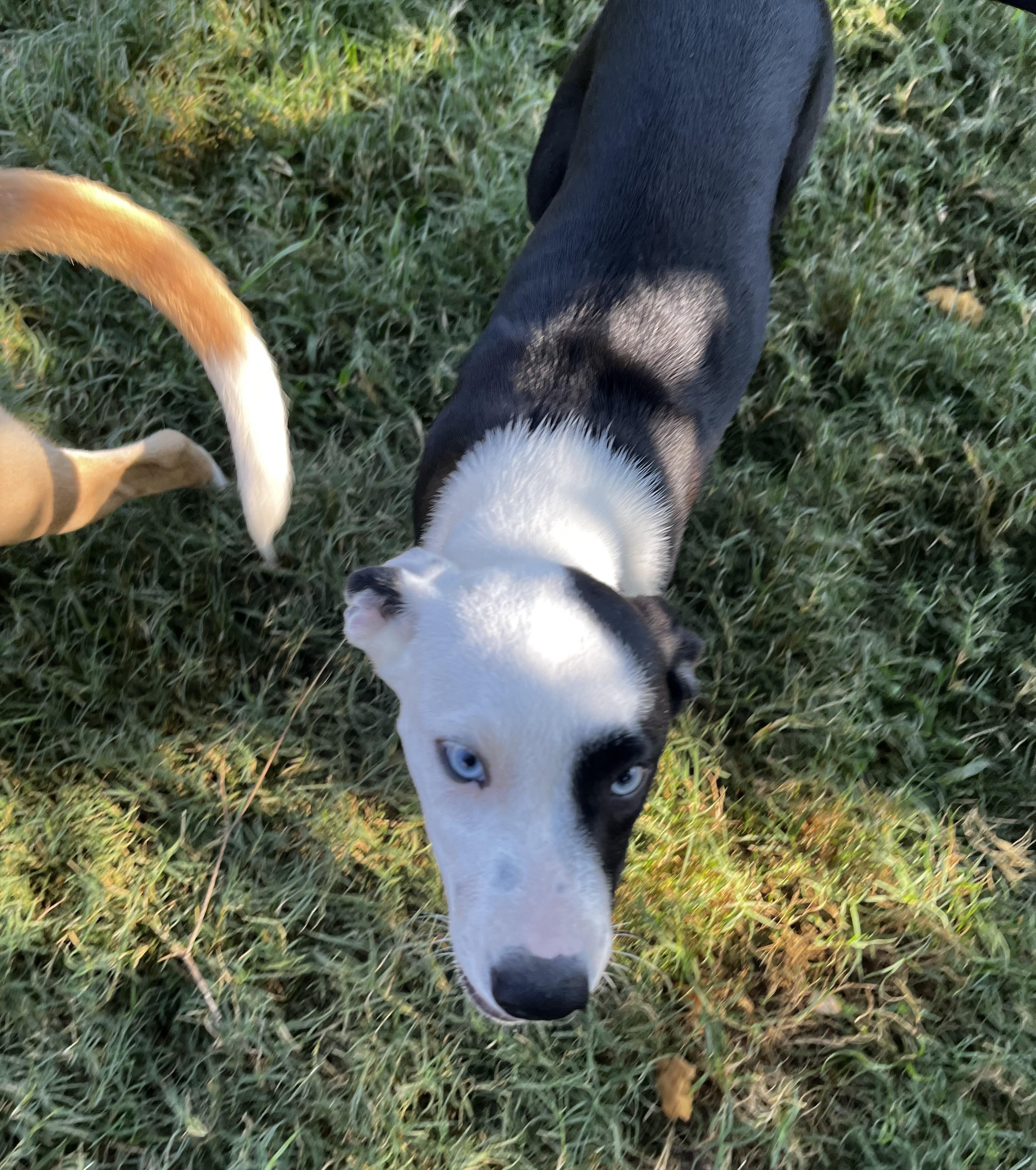 Dog for adoption - Squiggle Girl, a Border Collie Mix in Amarillo, TX ...