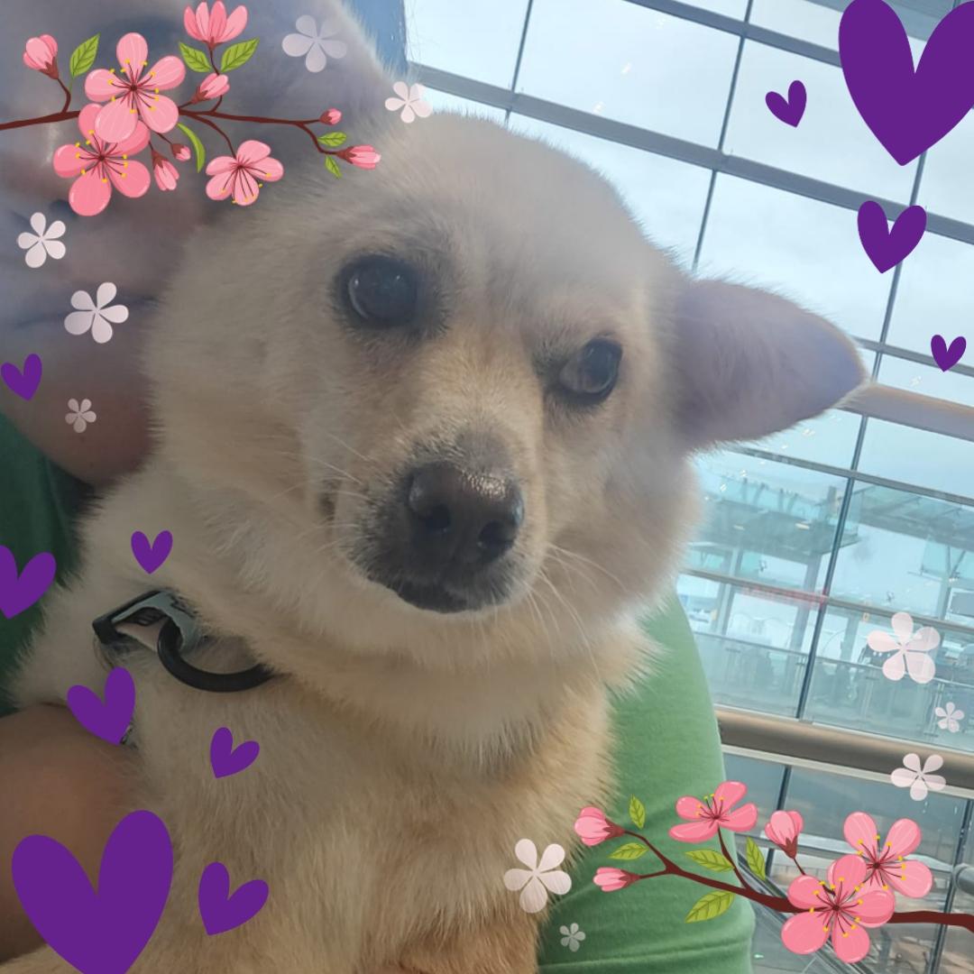 Dog for adoption - Cara, a Japanese Spitz & Shiba Inu Mix in DANVERS ...