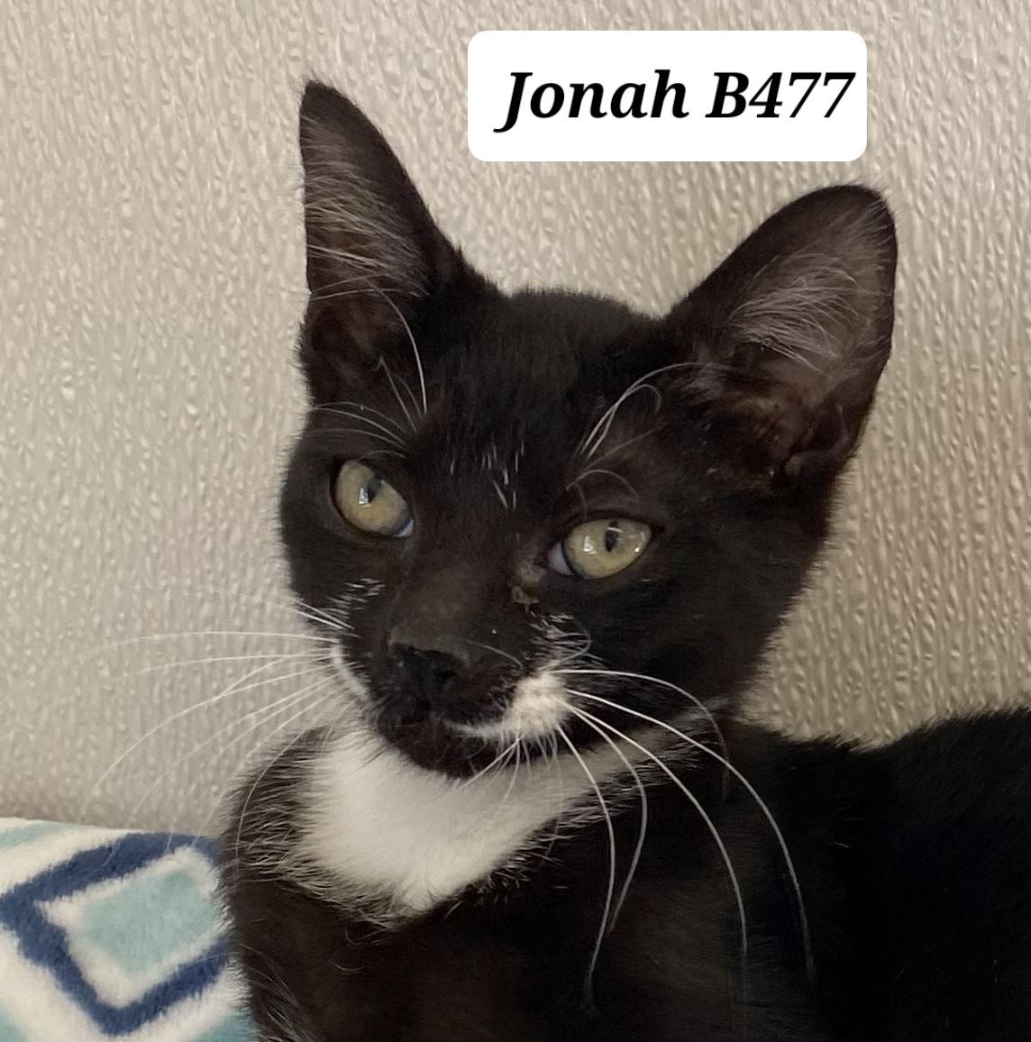 Cat for adoption - Jonah, a Domestic Short Hair in Morganton, NC ...