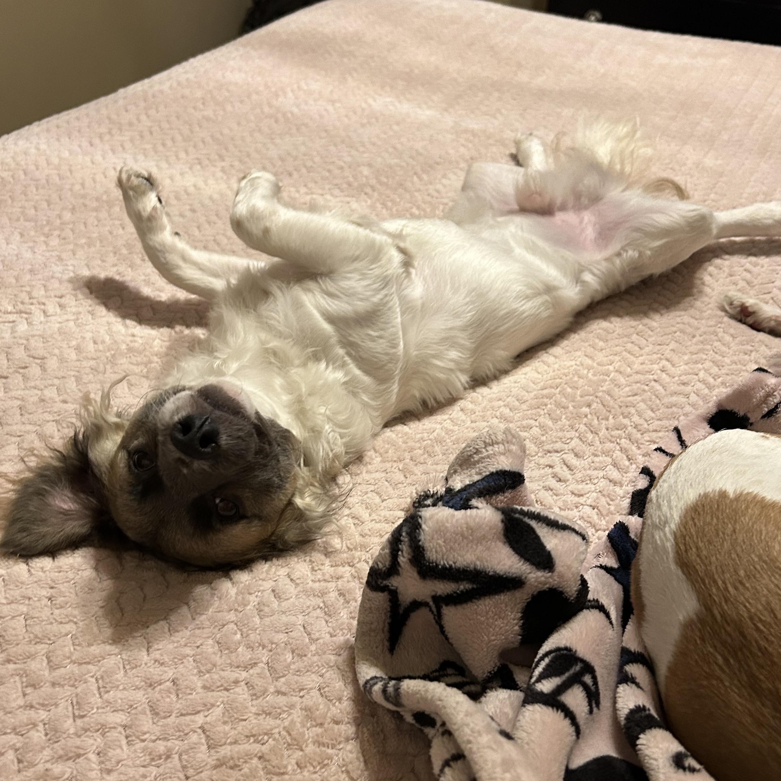 Dog for adoption - LITTLE LARRY (bonded with Leo), a Mixed Breed in ...