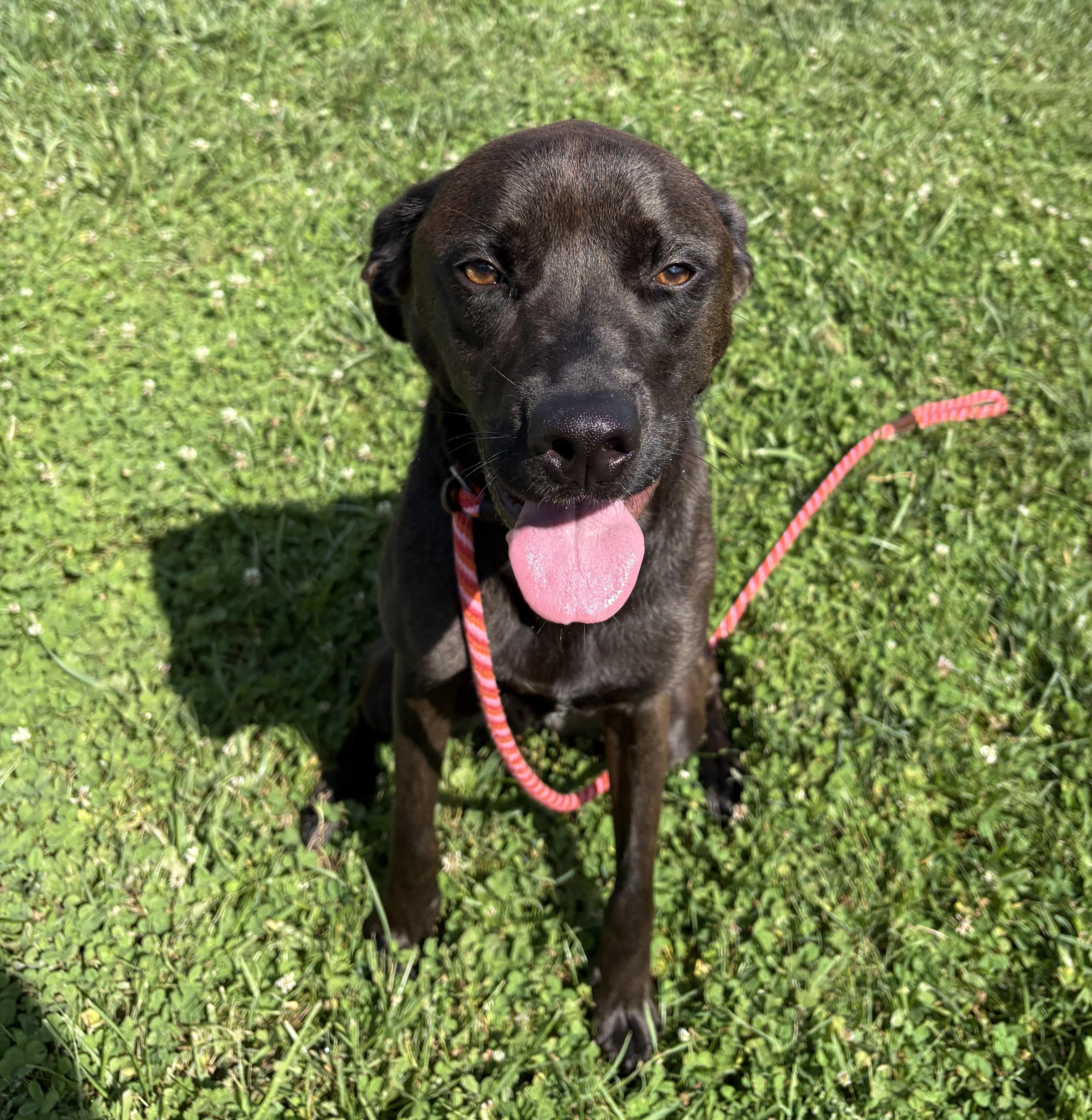 Dog for adoption - Truffle, a Labrador Retriever in Wooster, OH | Petfinder