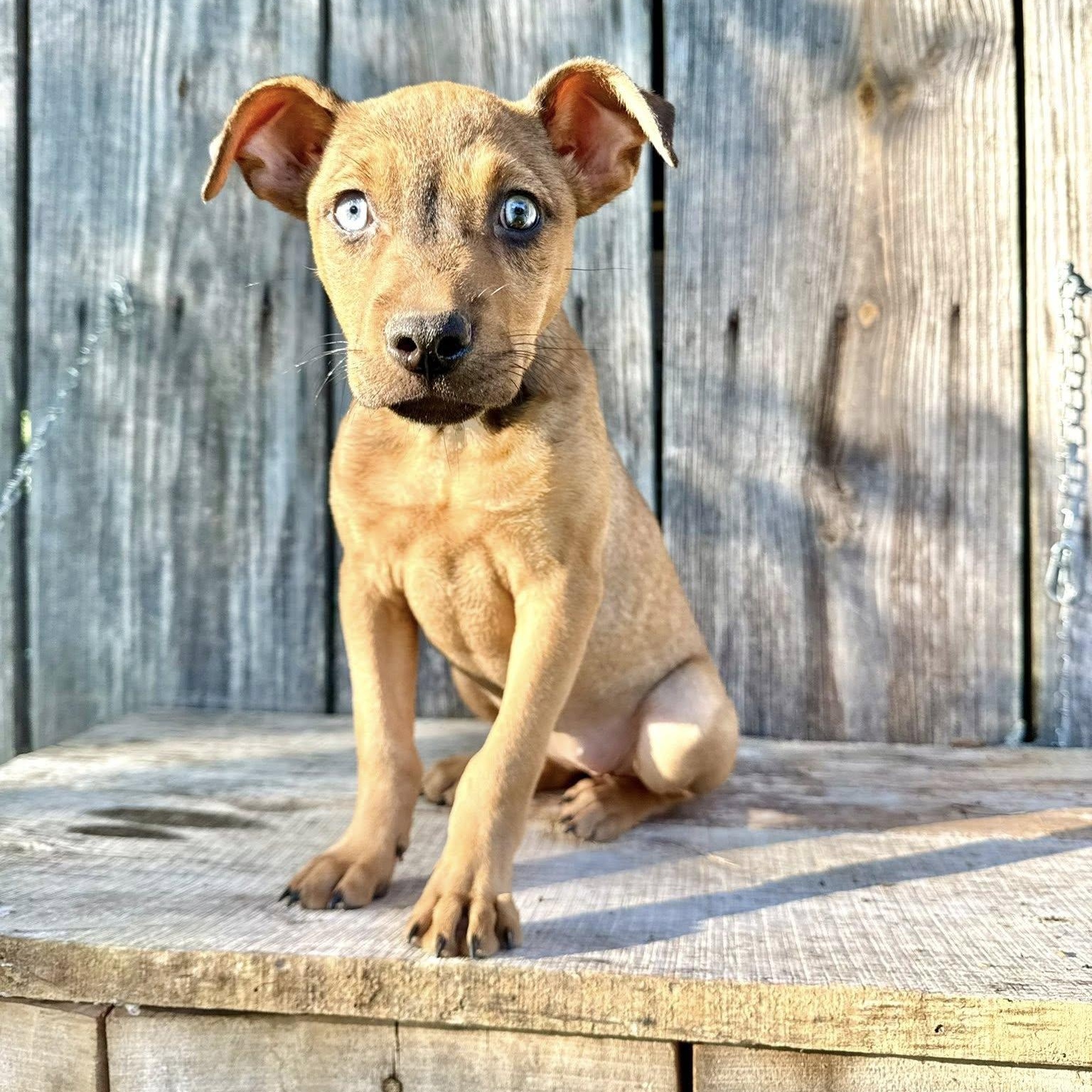 Kimber - Adoptable Pet | Petfinder | Petfinder