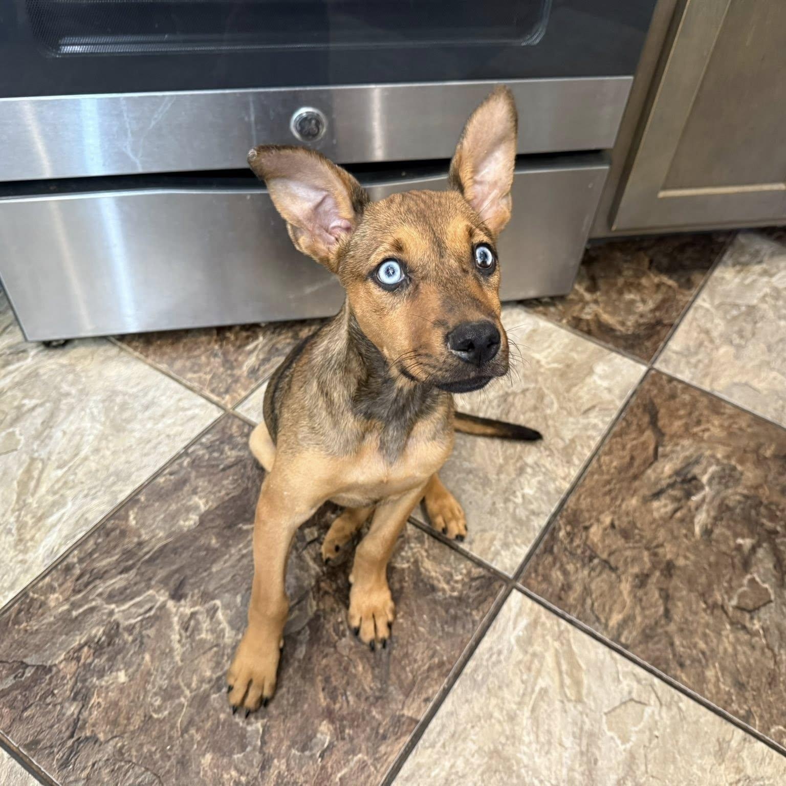 Kimber - Adoptable Pet | Petfinder | Petfinder