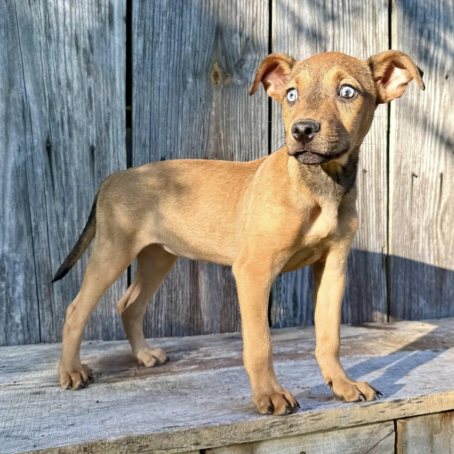 Kimber - Adoptable Pet | Petfinder | Petfinder
