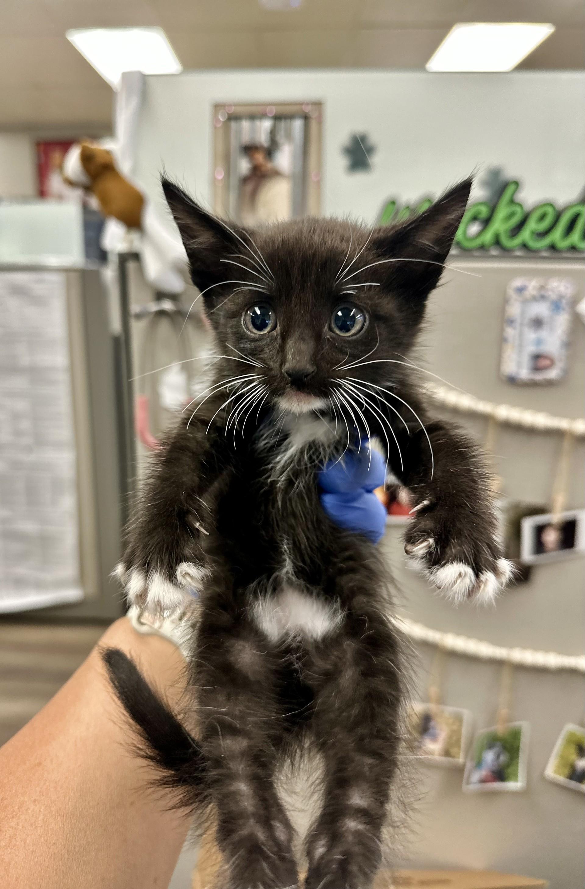 Cat for adoption - Pistachio #1706 (707) ON HOLD UNTIL 11/12/25, a ...