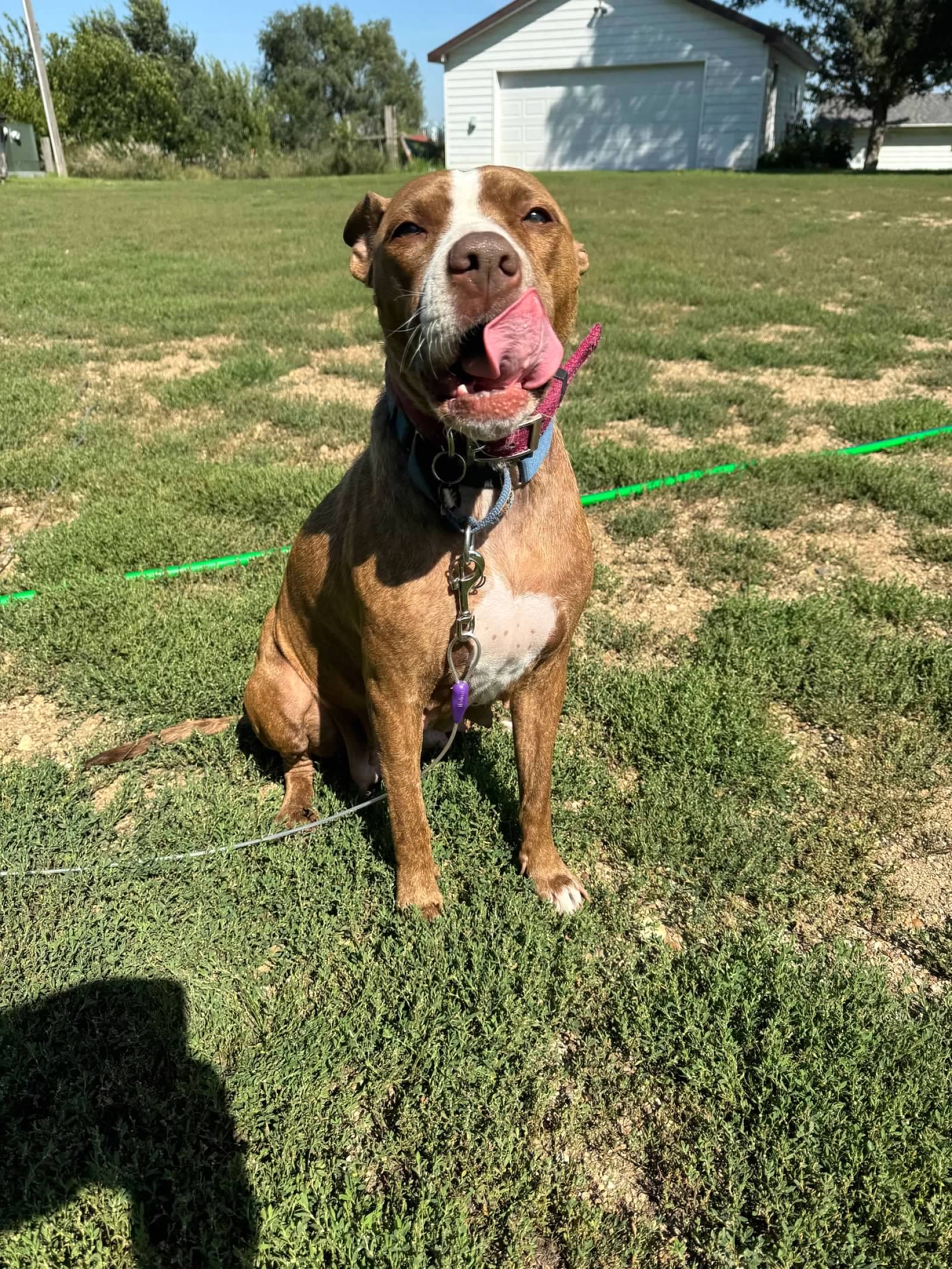 Dog for adoption - Gypsie, a Mixed Breed in Sioux Falls, SD | Petfinder