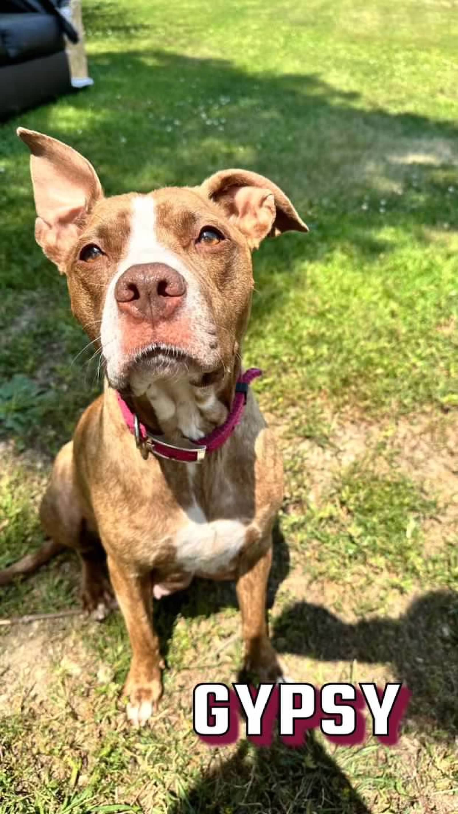 Dog for adoption - Gypsie, a Mixed Breed in Sioux Falls, SD | Petfinder