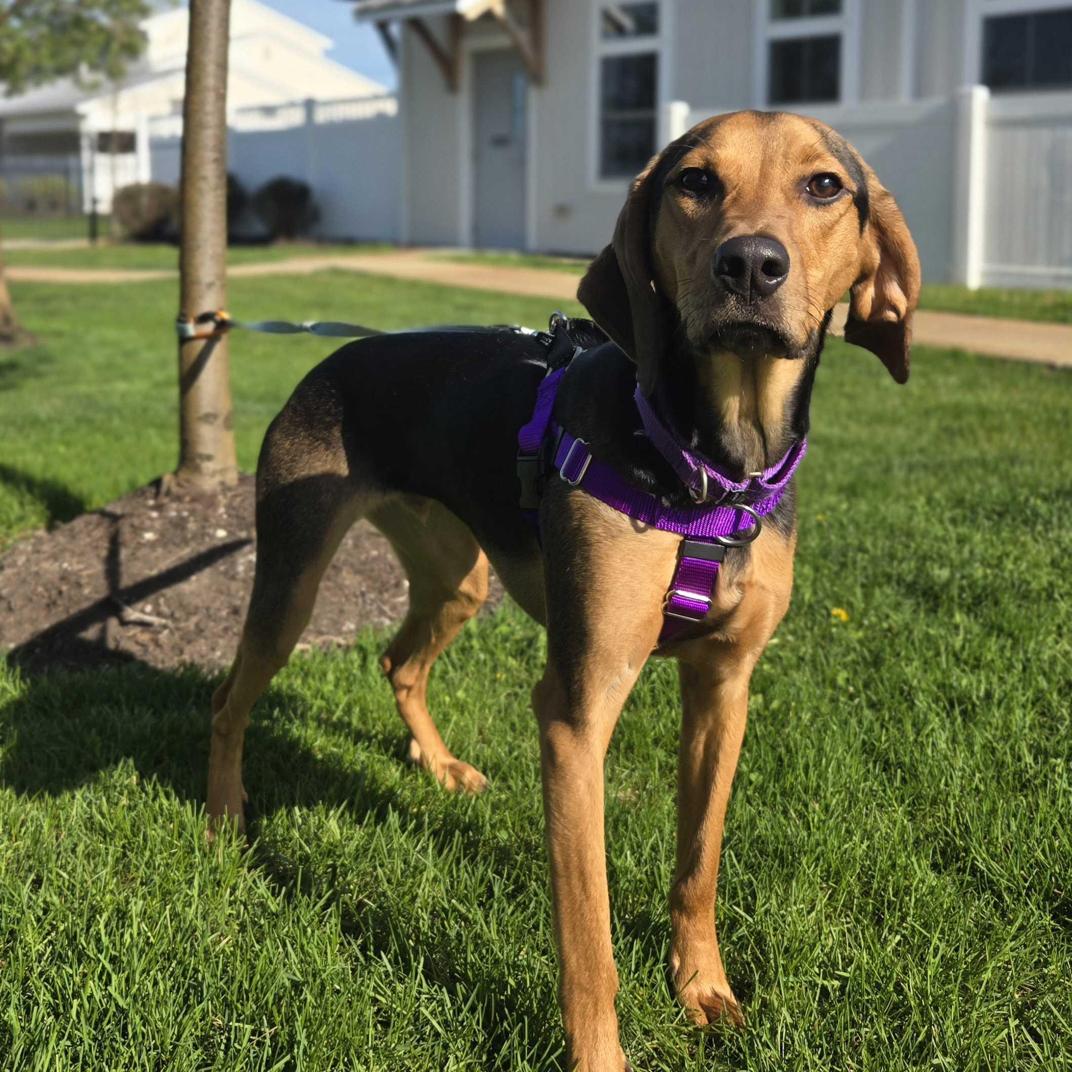 Dog for adoption - Adonis, a Mixed Breed in Canal Winchester, OH ...