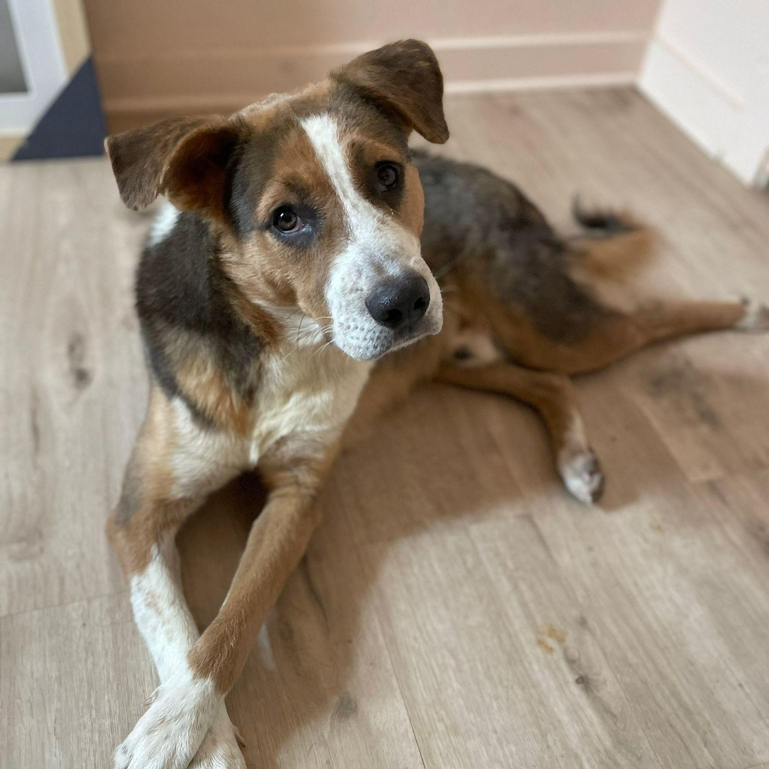 Dog for adoption - Finnick (Finn), a Shepherd Mix in Puyallup, WA ...