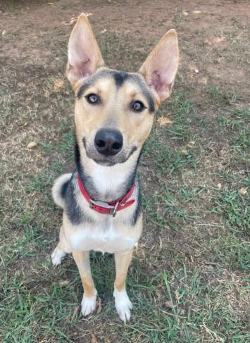 Dog for adoption - Luca, a German Shepherd Dog Mix in Shreveport, LA ...