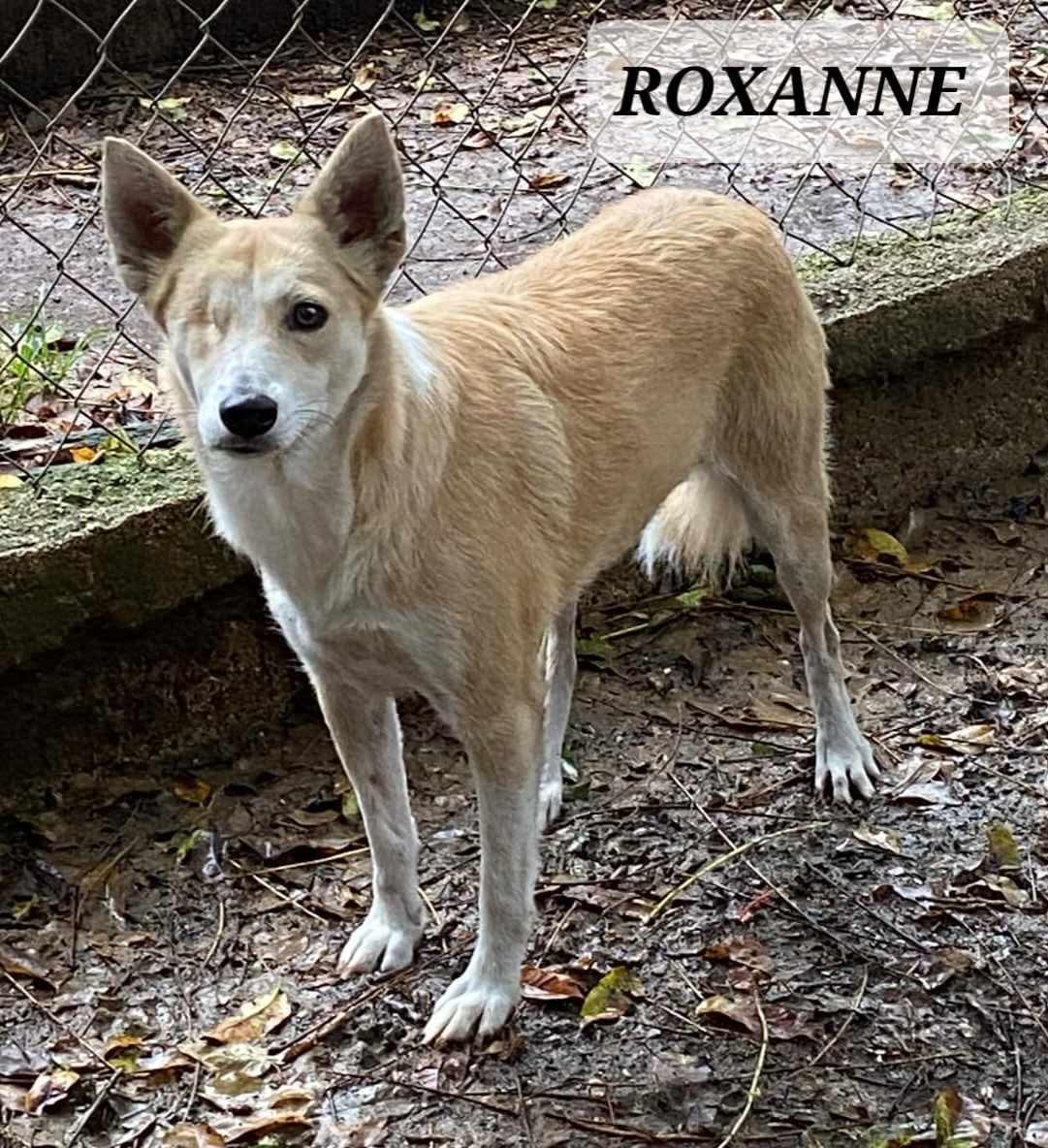 Dog for adoption - ROXANNE, a Husky & Labrador Retriever Mix in Villalba, PR | Petfinder