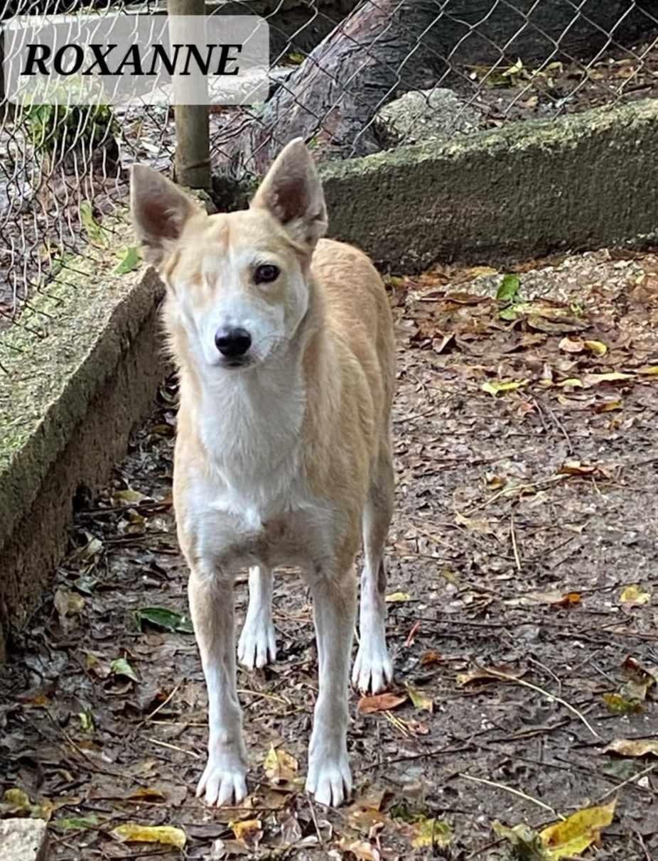 Dog for adoption - ROXANNE, a Husky & Labrador Retriever Mix in Villalba, PR | Petfinder