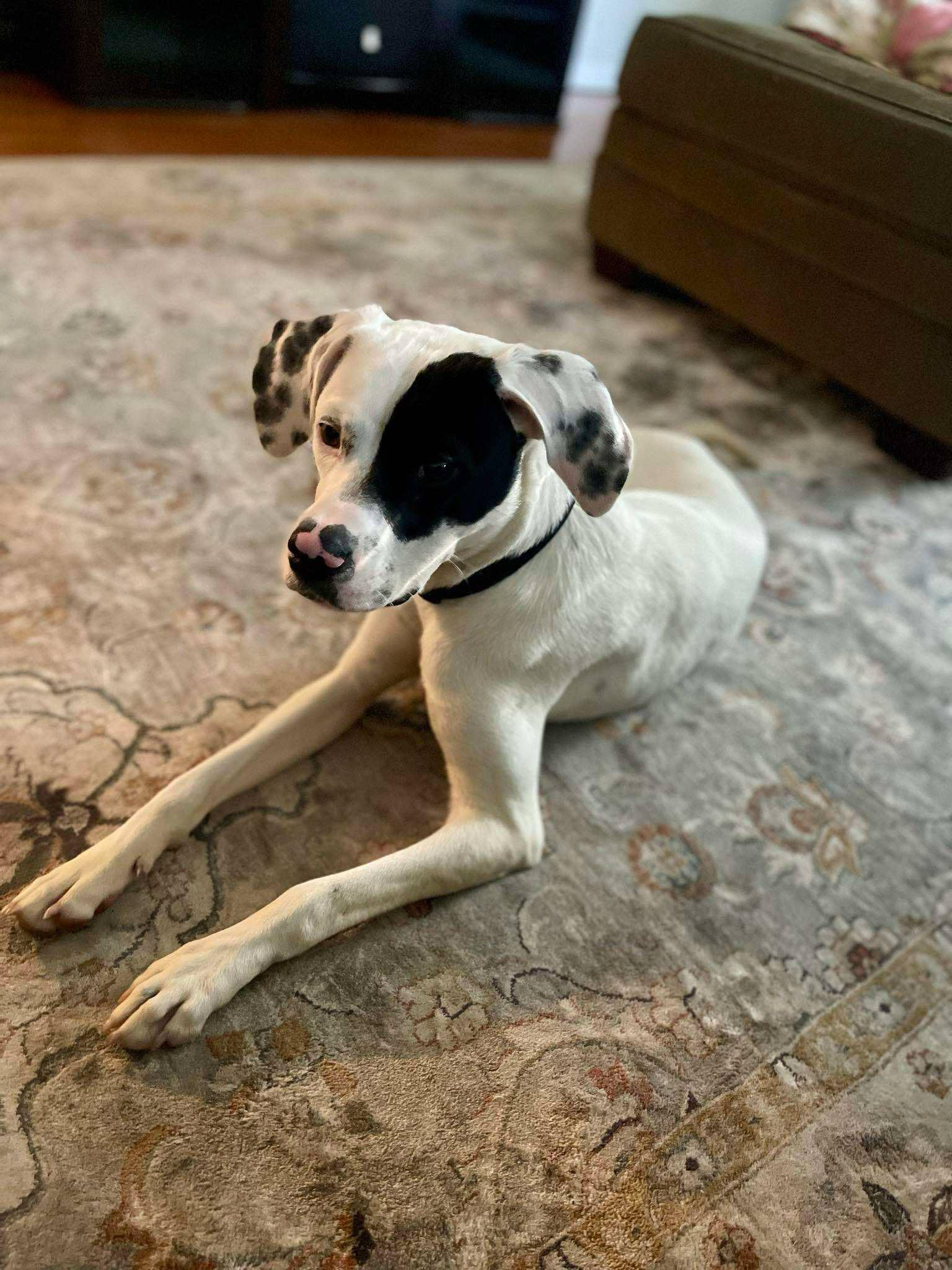 Dog for adoption - Buddy, an English Pointer Mix in Huntsville, AL | Petfinder