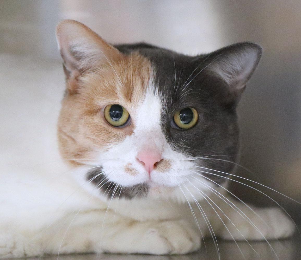 Cat for adoption - Jelly Bean (AO34148), a Domestic Short Hair in ...