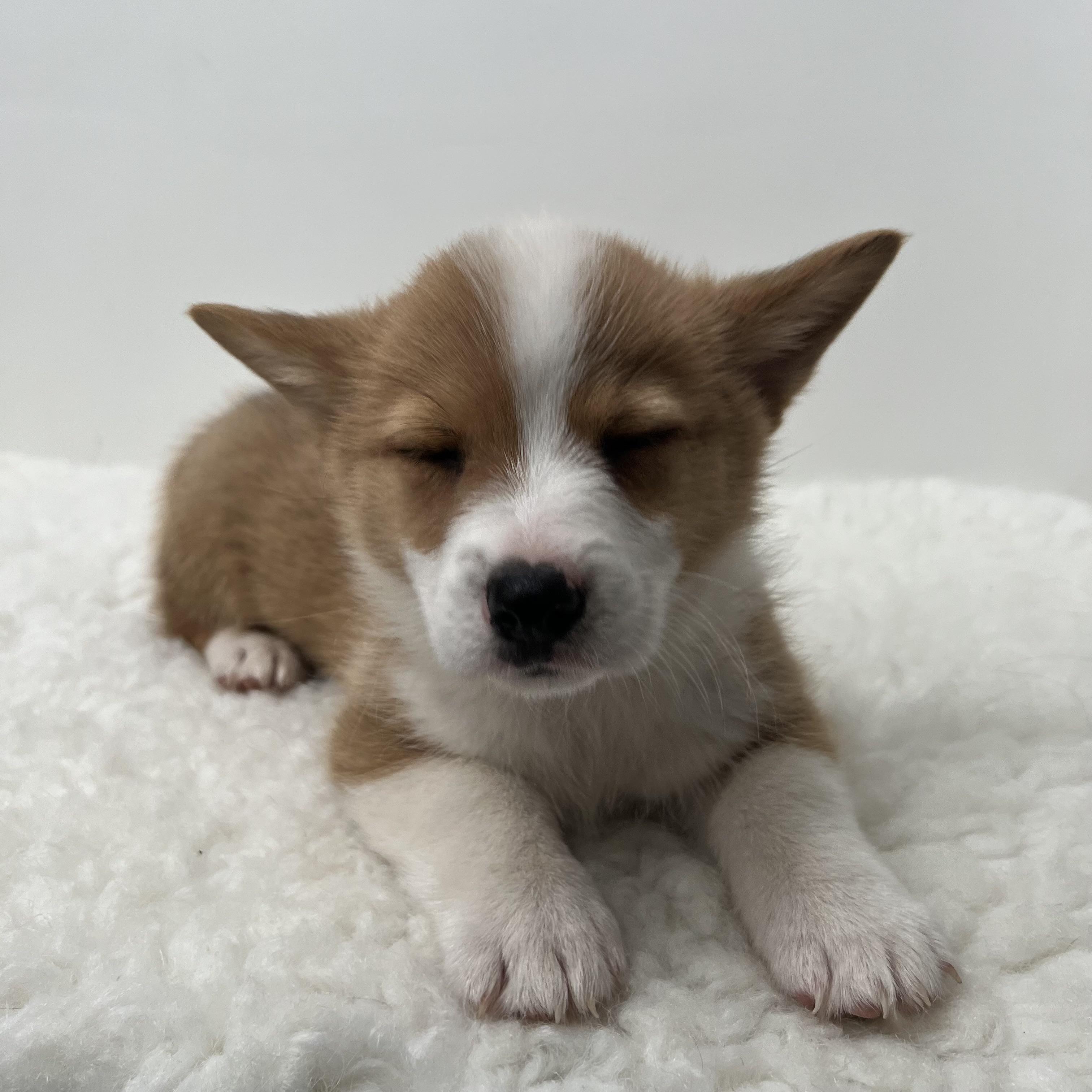 Dog for adoption - Dumpling, a Pembroke Welsh Corgi in Wrightstown, NJ | Petfinder