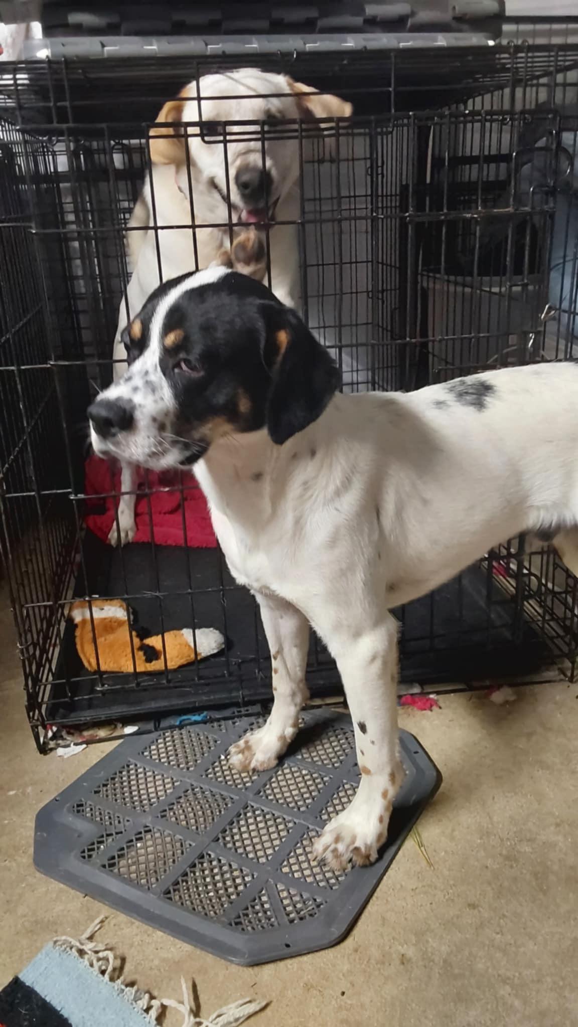 Dog for adoption - Costello, a Boxer & Pointer Mix in Collinsville, IL ...