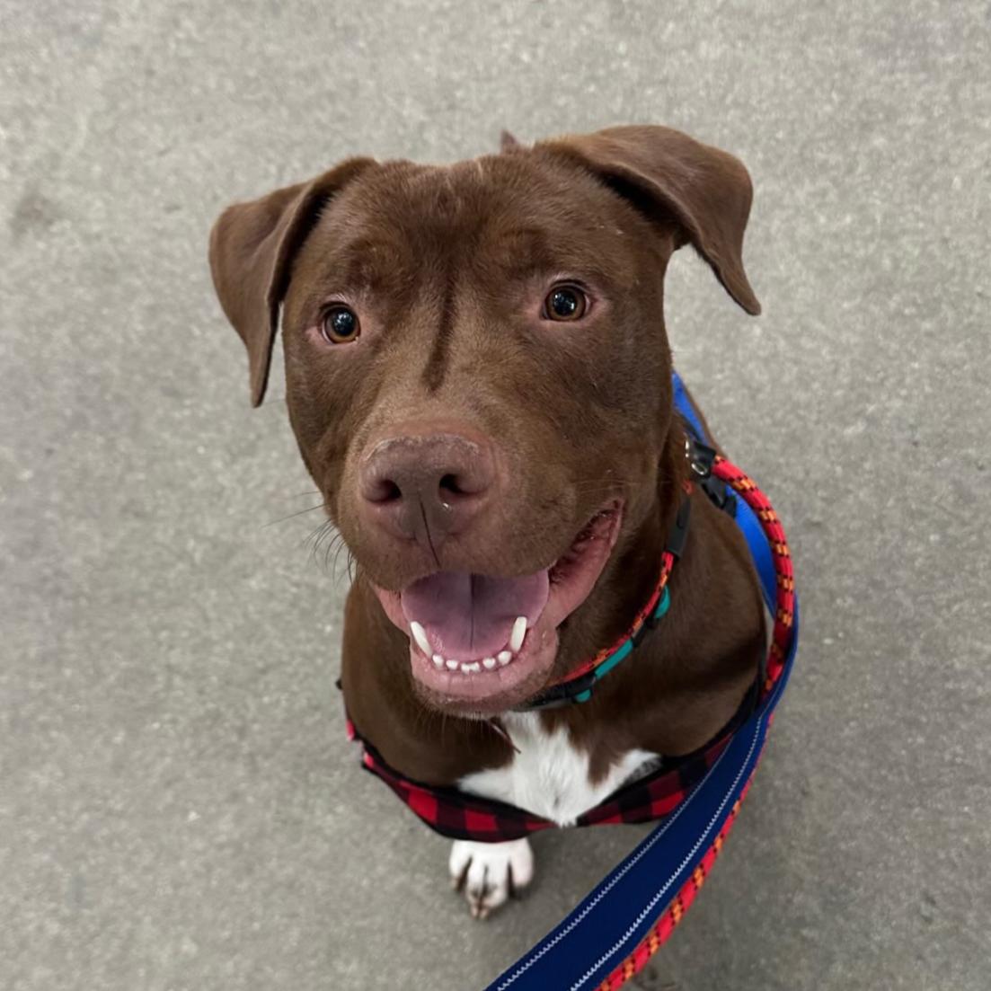 Dog for adoption - Cruz, a Pit Bull Terrier & Labrador Retriever Mix in ...