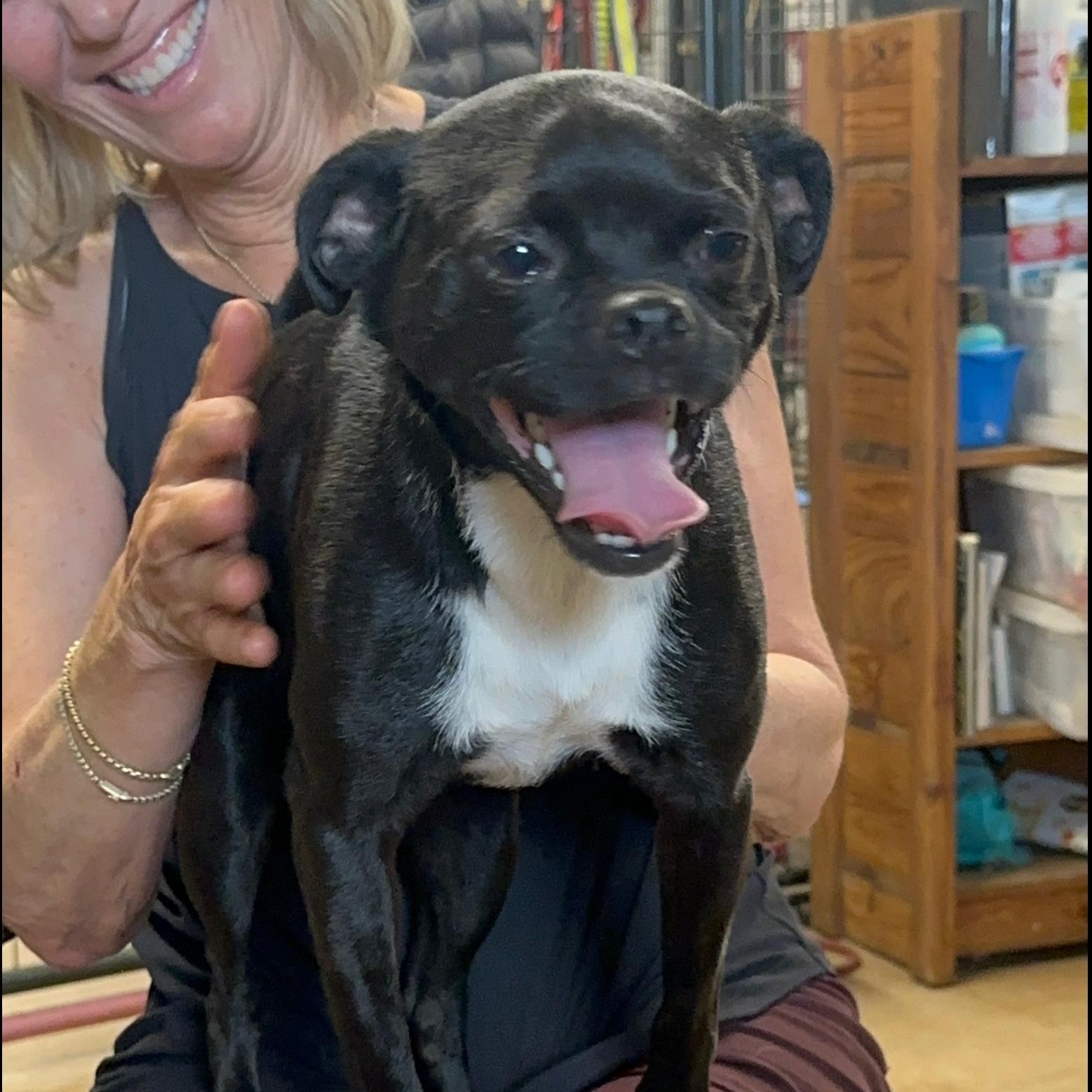 Dog for adoption - Tucker, a Pug & Rat Terrier Mix in Harrisburg, PA ...