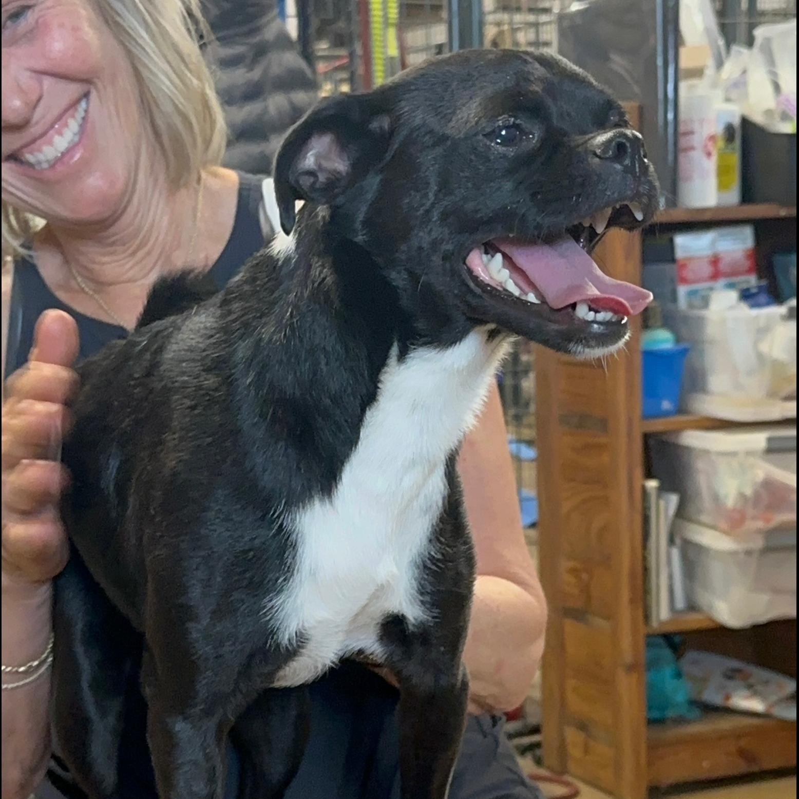 Dog for adoption - Tucker, a Pug & Rat Terrier Mix in Harrisburg, PA ...