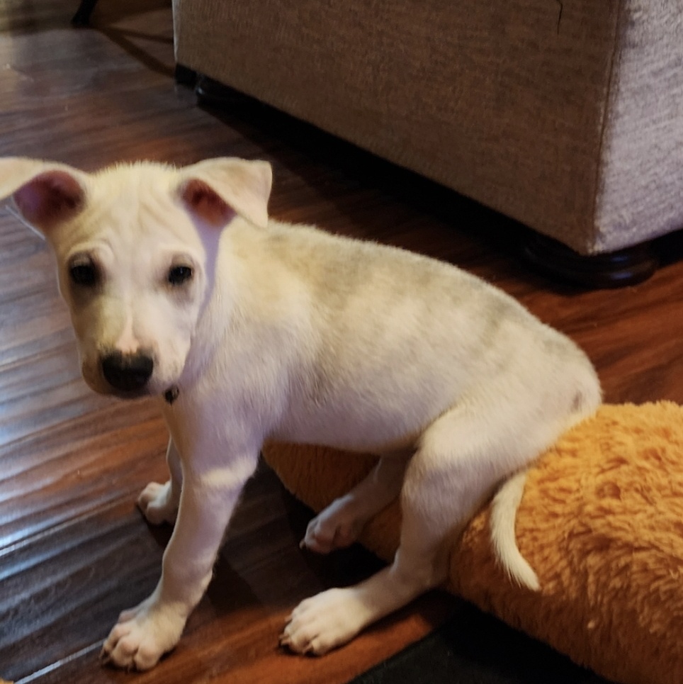 Dog for adoption - Stacy, a Pit Bull Terrier & Retriever Mix in ...