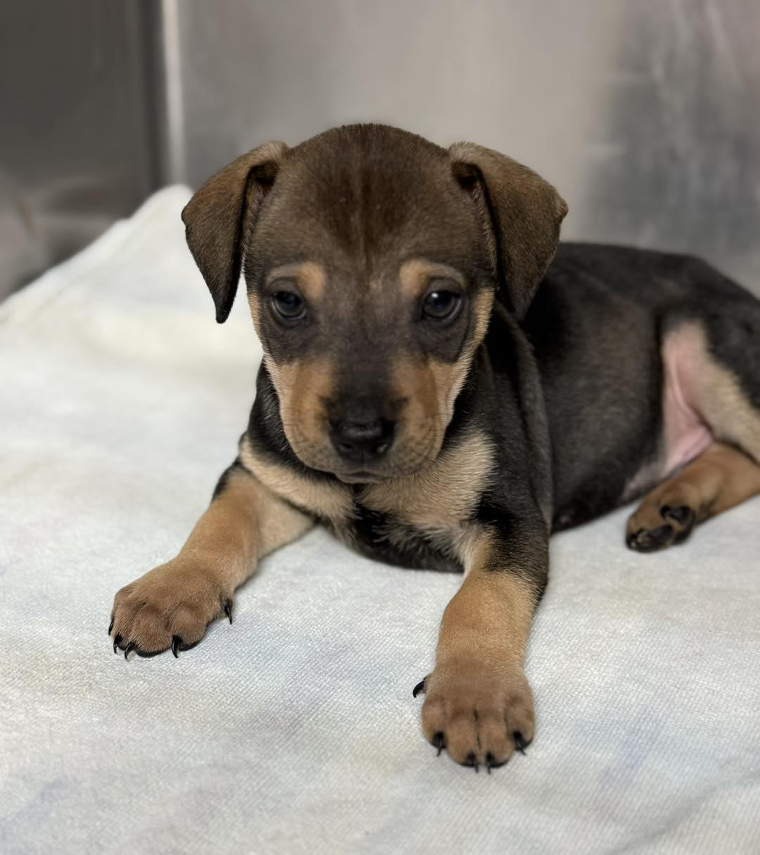Dog for adoption - Braxton, a Shar-Pei & Dachshund Mix in Lutz, FL ...