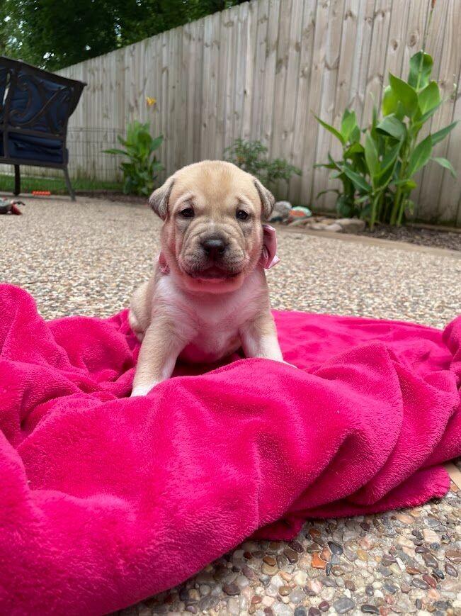 Dog for adoption - Primrose Flower Power, a Husky & Labrador Retriever ...