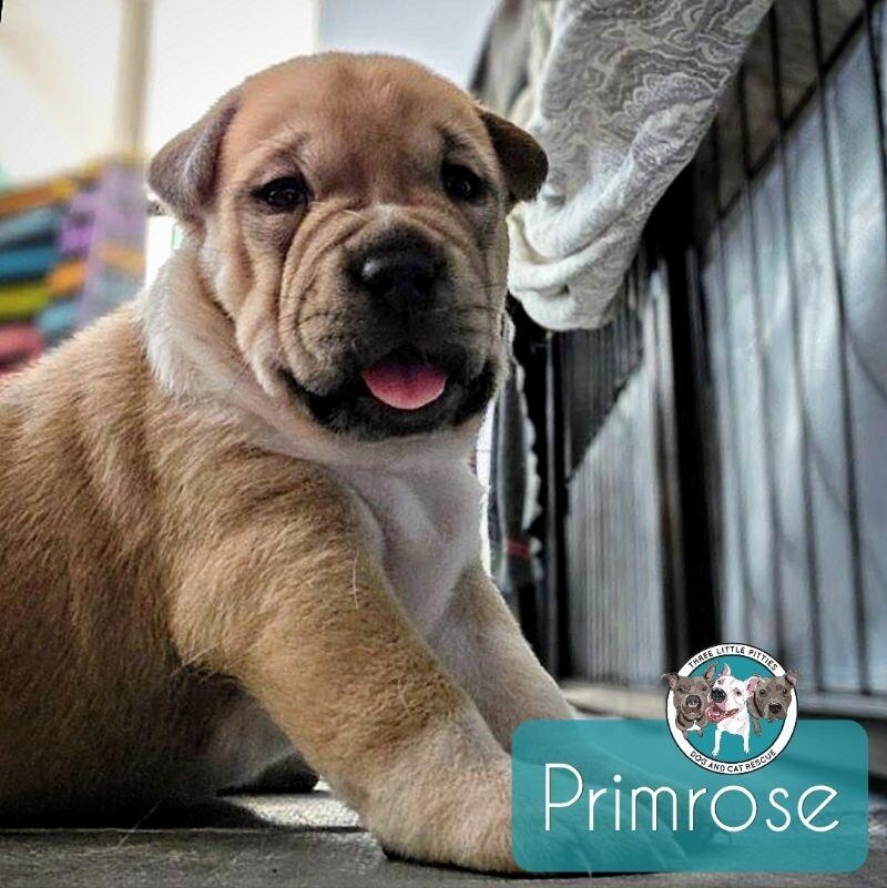 Dog for adoption - Primrose Flower Power, a Husky & Labrador Retriever ...