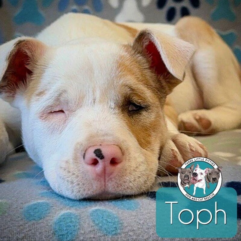 Dog for adoption - Toph Cheeks, a Pit Bull Terrier & Chihuahua Mix in ...