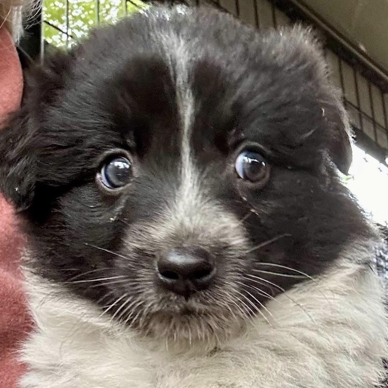 Dog for adoption - Helen, a Border Collie Mix in Santa Rosa, CA | Petfinder