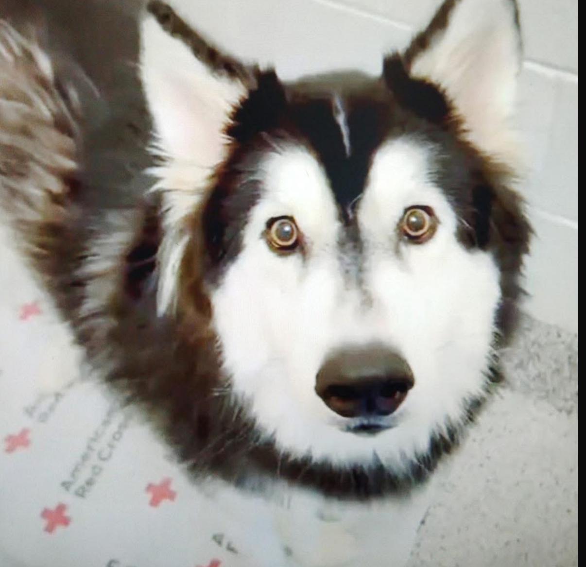 Dog for adoption - Chinook, a Siberian Husky & Alaskan Malamute Mix in ...