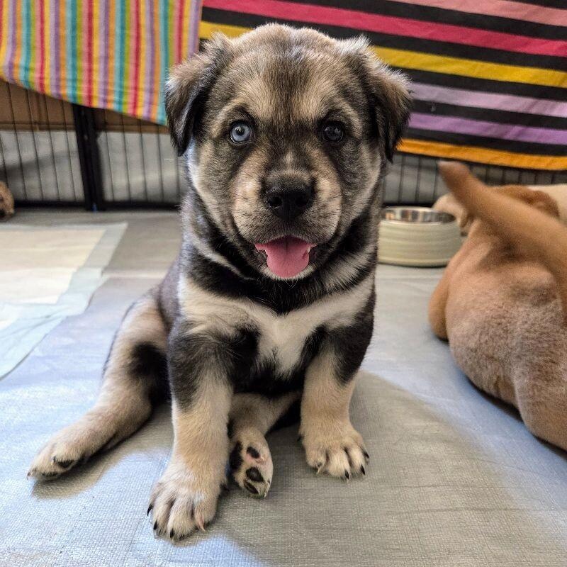 Dog for adoption - Indigo Flower Power, a Husky & Labrador Retriever ...