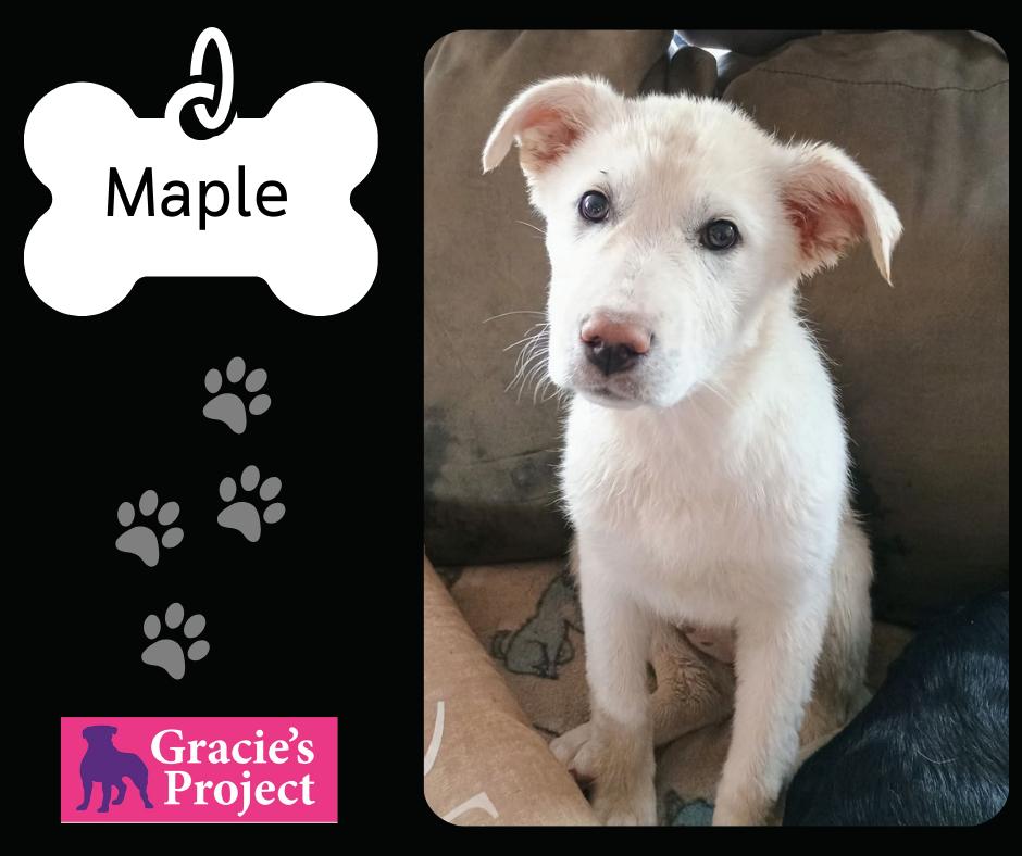 Dog for adoption - Maple, a Labrador Retriever Mix in Aurora, CO | Petfinder