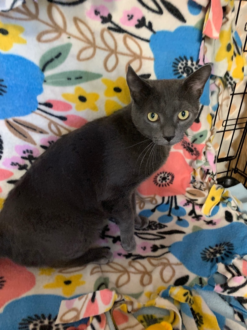 Cat for adoption - Spicey, a Domestic Short Hair in Linden, NJ | Petfinder