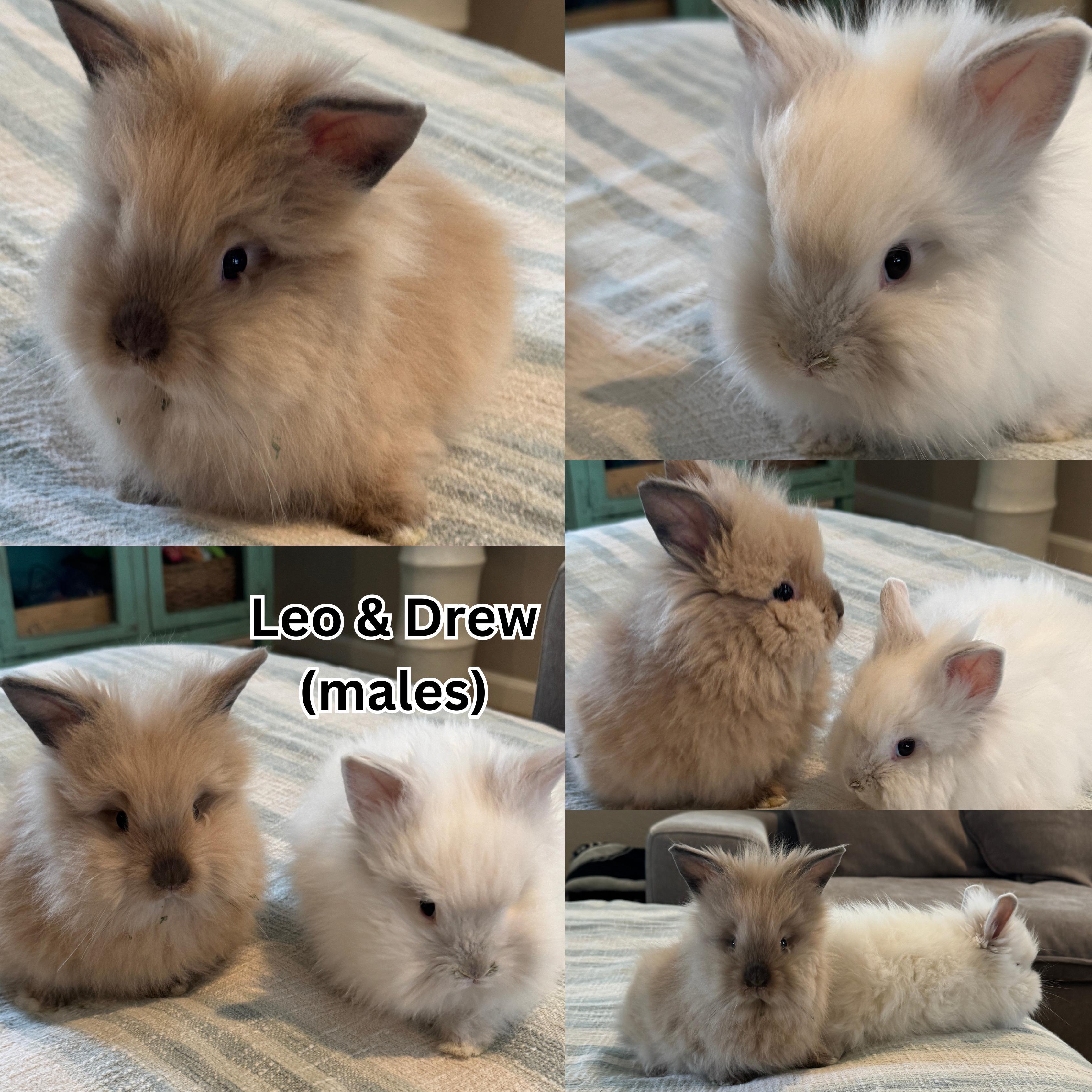 Rabbit for adoption - Leo & Drew, a Lionhead Mix in Modesto, CA | Petfinder