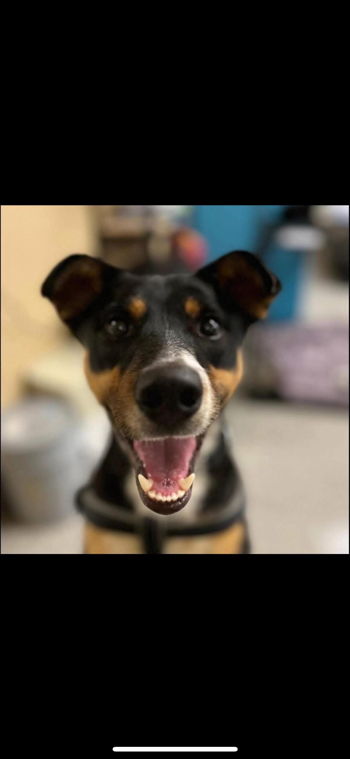 Dog for adoption - Marcus, a Terrier Mix in Warren, OH | Petfinder