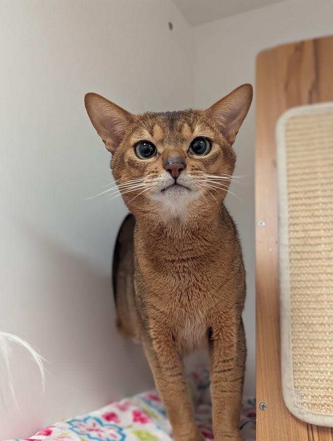 Cat for adoption - Rocky, an Abyssinian in Coquitlam, BC | Petfinder