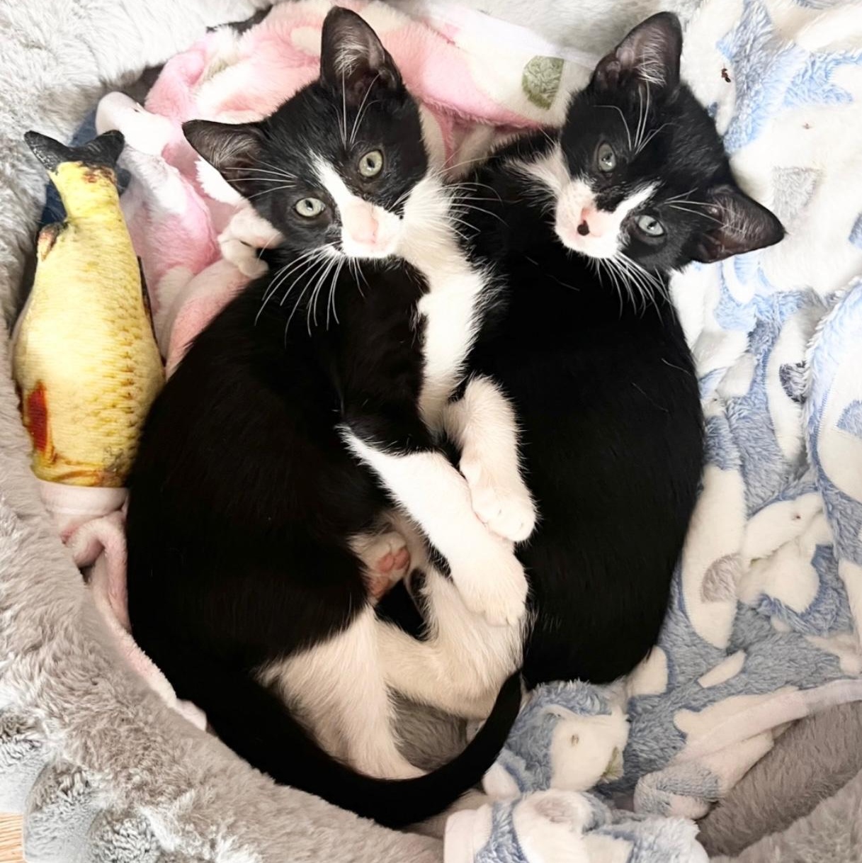 Cat for adoption - Hendrix and Chetan, a Domestic Short Hair in Jersey ...