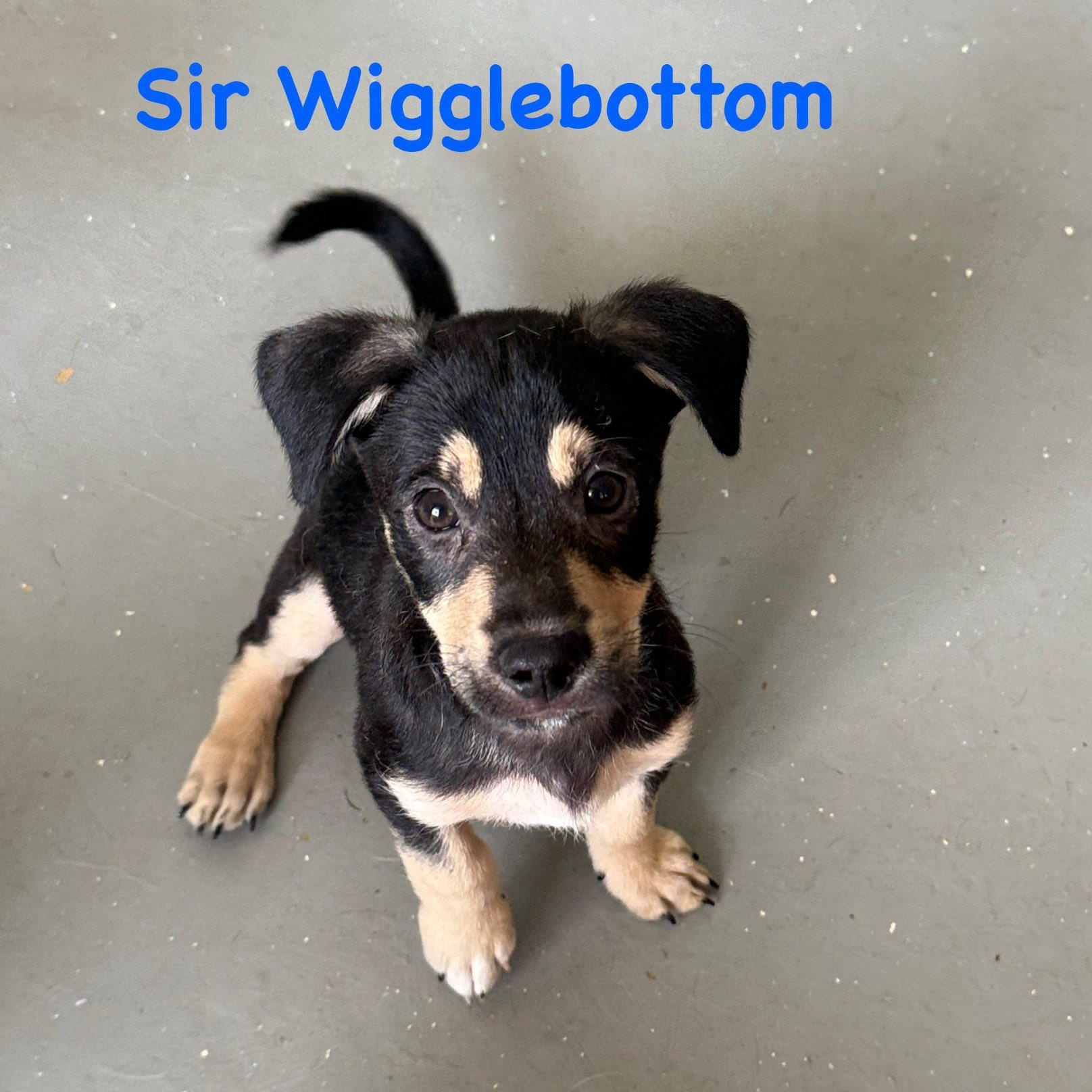Dog for adoption - Sir Wigglebottom, a Schnauzer & Border Terrier Mix ...