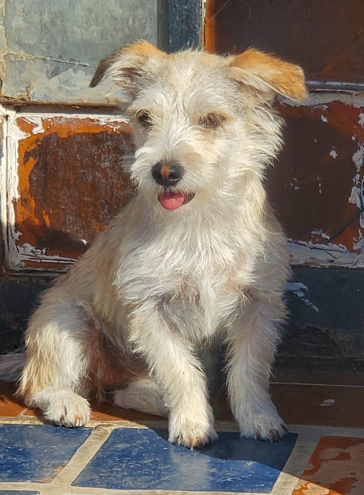 Dog for adoption - Glinda, a Jack Russell Terrier & Miniature Poodle ...